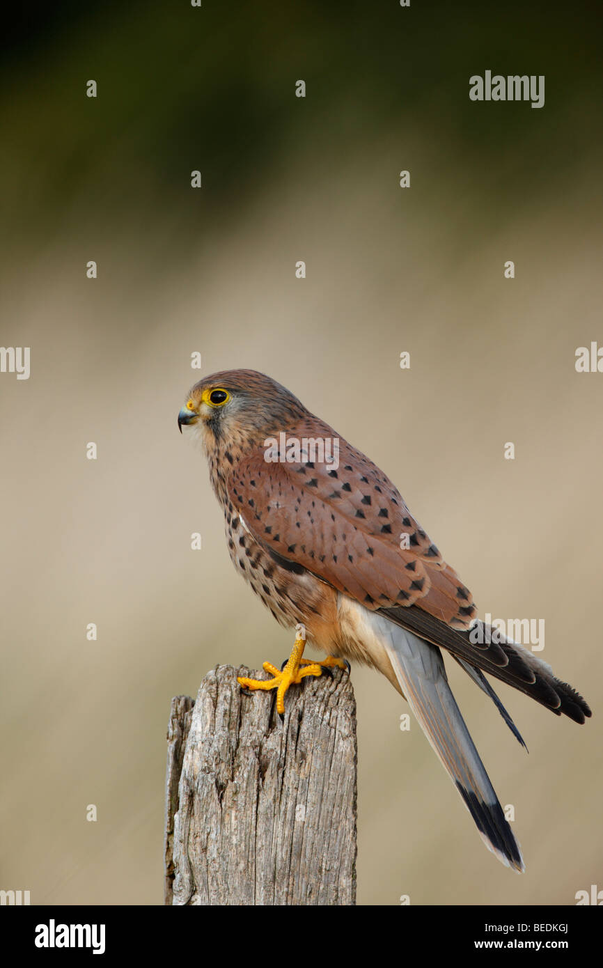 Male Kestrel Falco tinnunculus on post with prey Stock Photo - Alamy