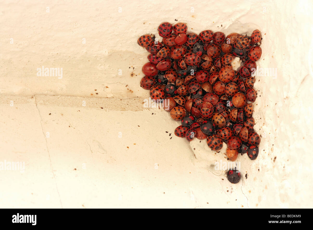 Asian beetles group hi-res stock photography and images - Alamy