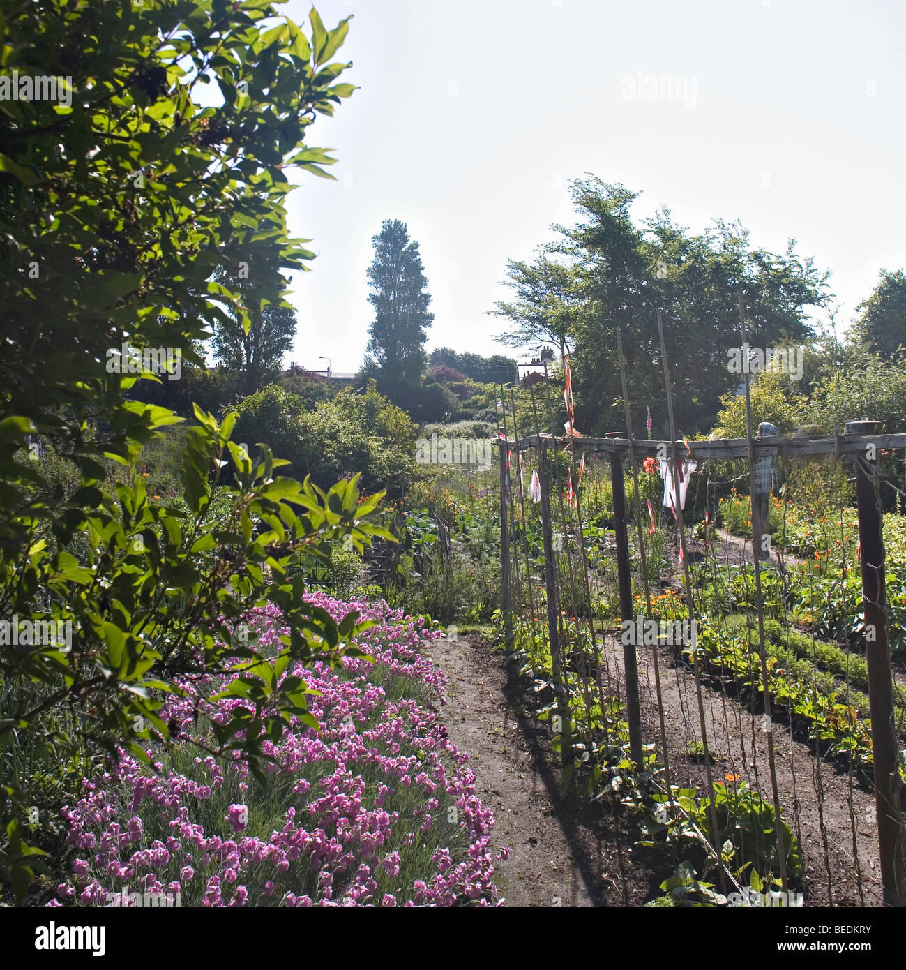 allotment garden uk Stock Photo - Alamy