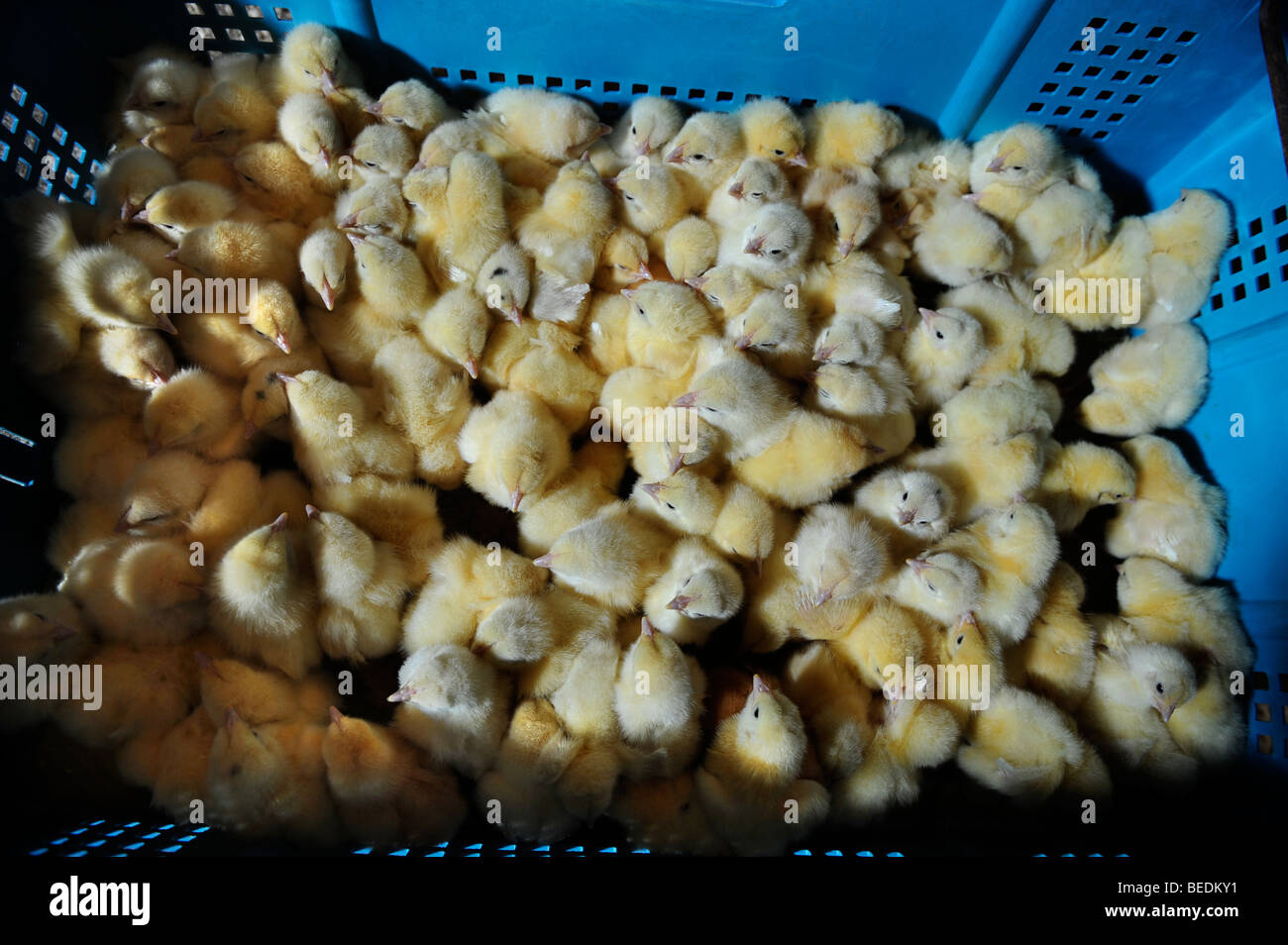 Broiler hi-res stock photography and images - Alamy