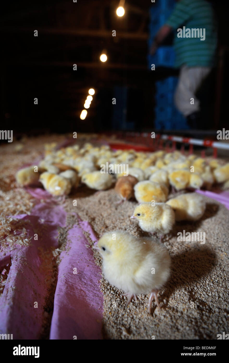 BROILER CHICKS AFTER BEING DELIVERED TO A CHICKEN BROILER FARM UK Stock ...