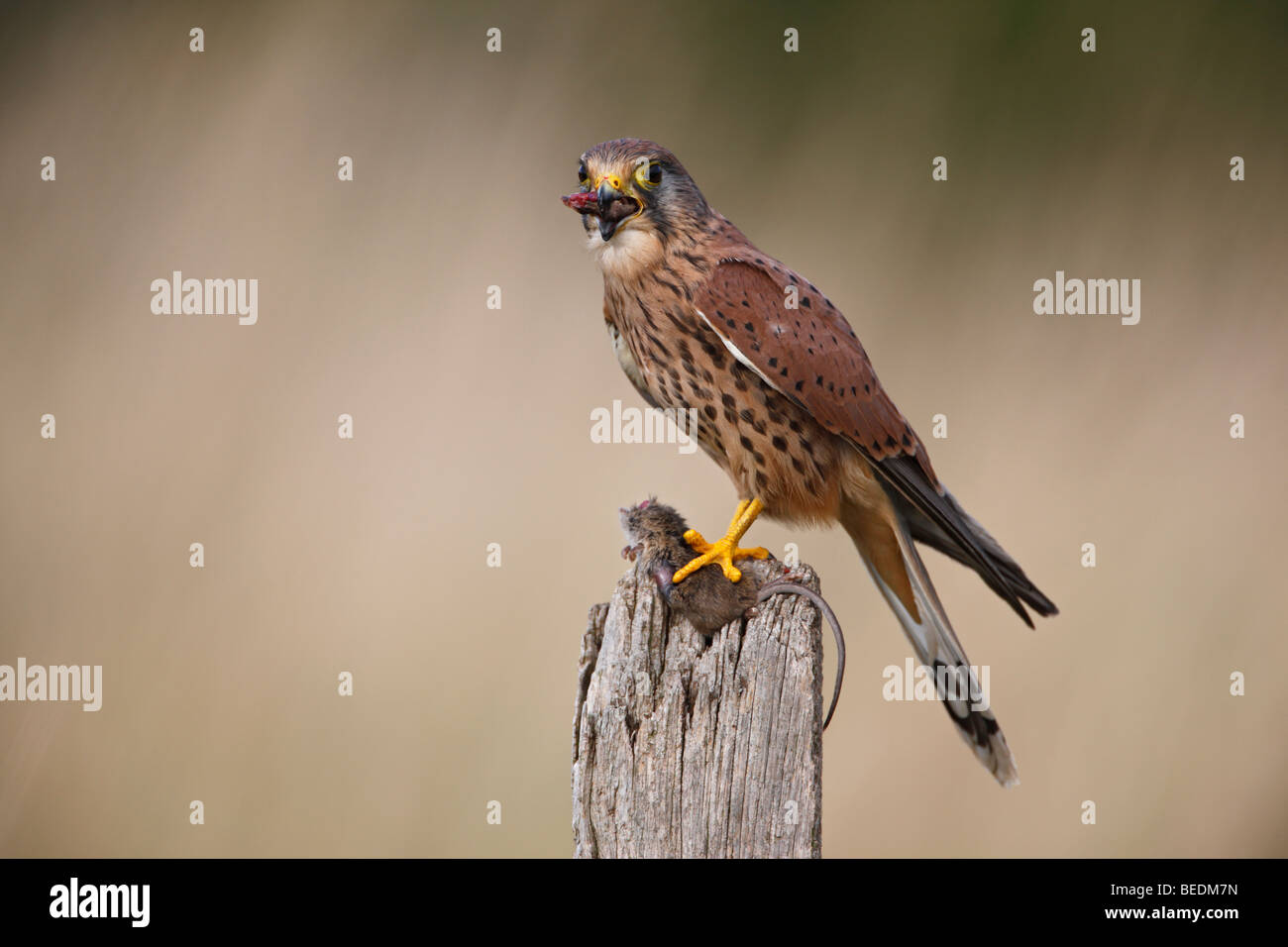 Male Kestrel Falco tinnunculus on post with prey Stock Photo - Alamy