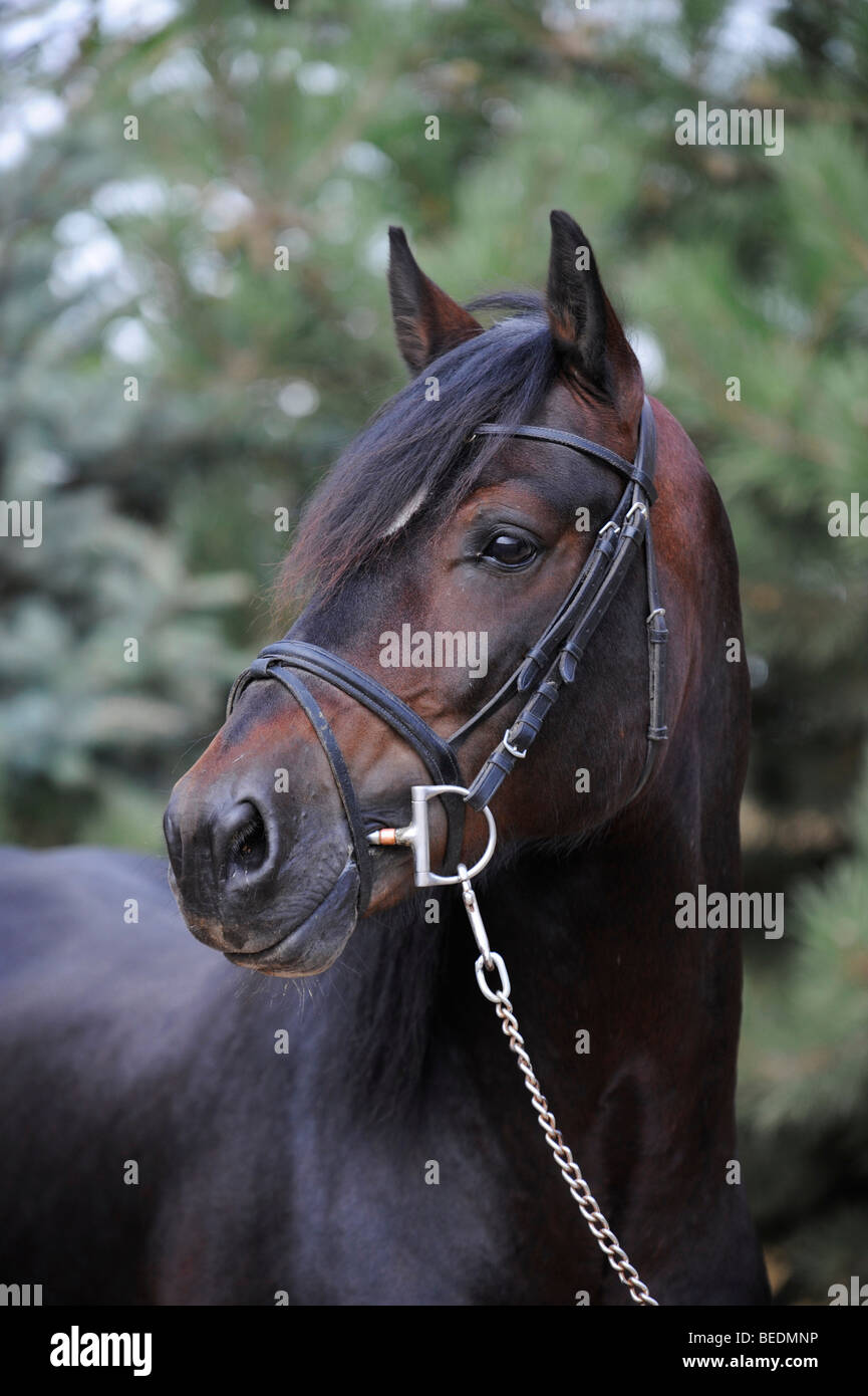 Welsh Cob stallion, portrait Stock Photo - Alamy
