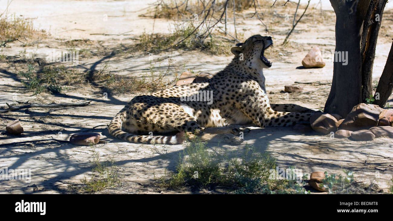 Cheetah sat hi-res stock photography and images - Alamy