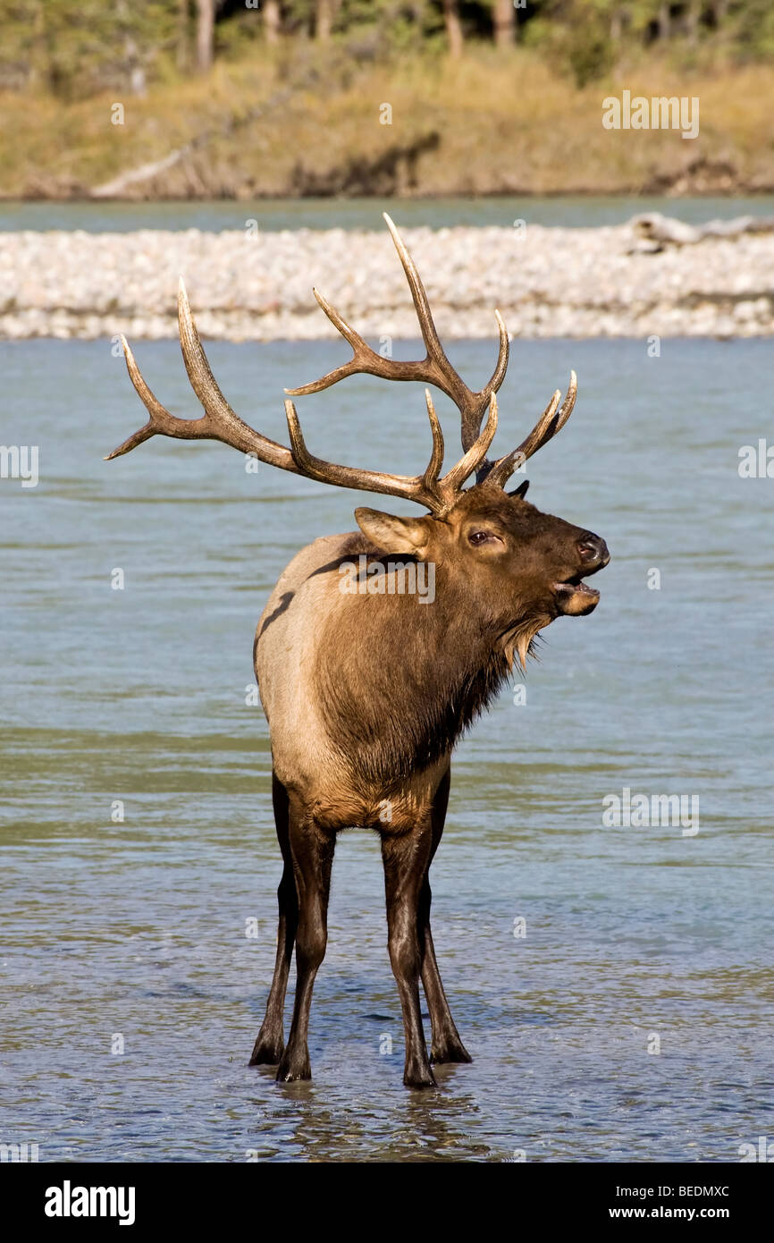 Bull Elk bugling Stock Photo - Alamy