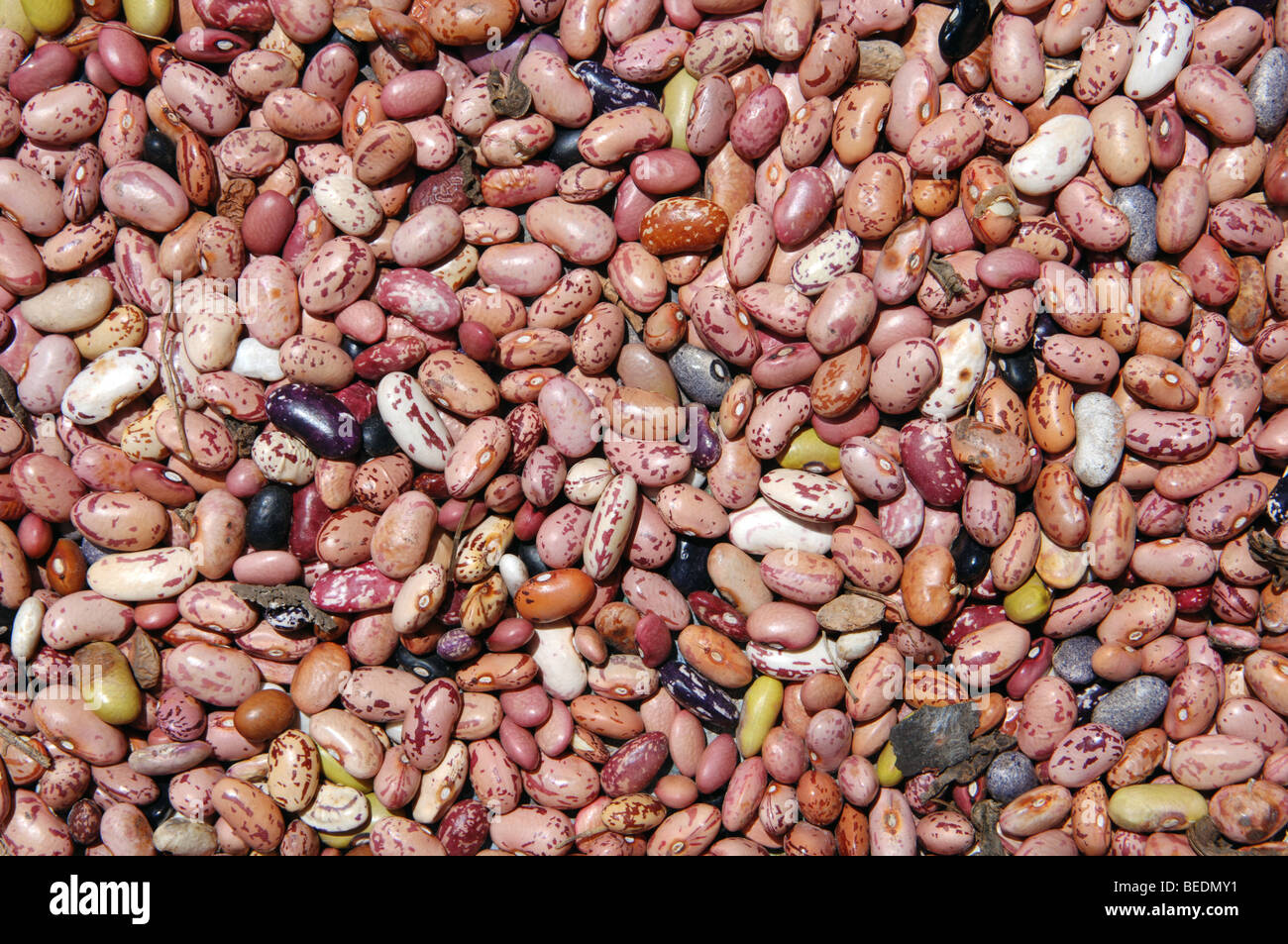 Bakonzo, Rwenzori Mountains, West Uganda, Africa Stock Photo - Alamy