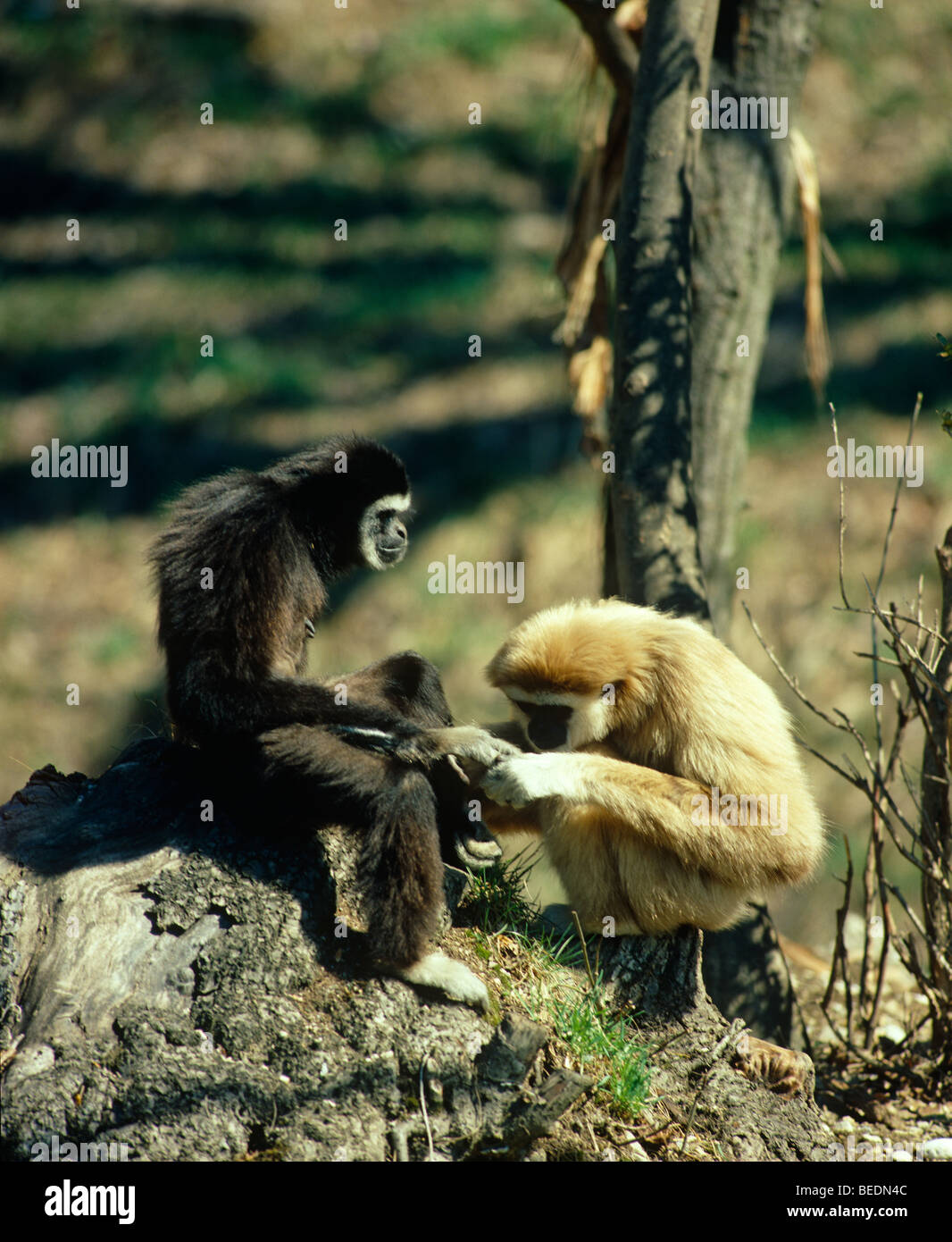 Gibbons image hi-res stock photography and images - Alamy