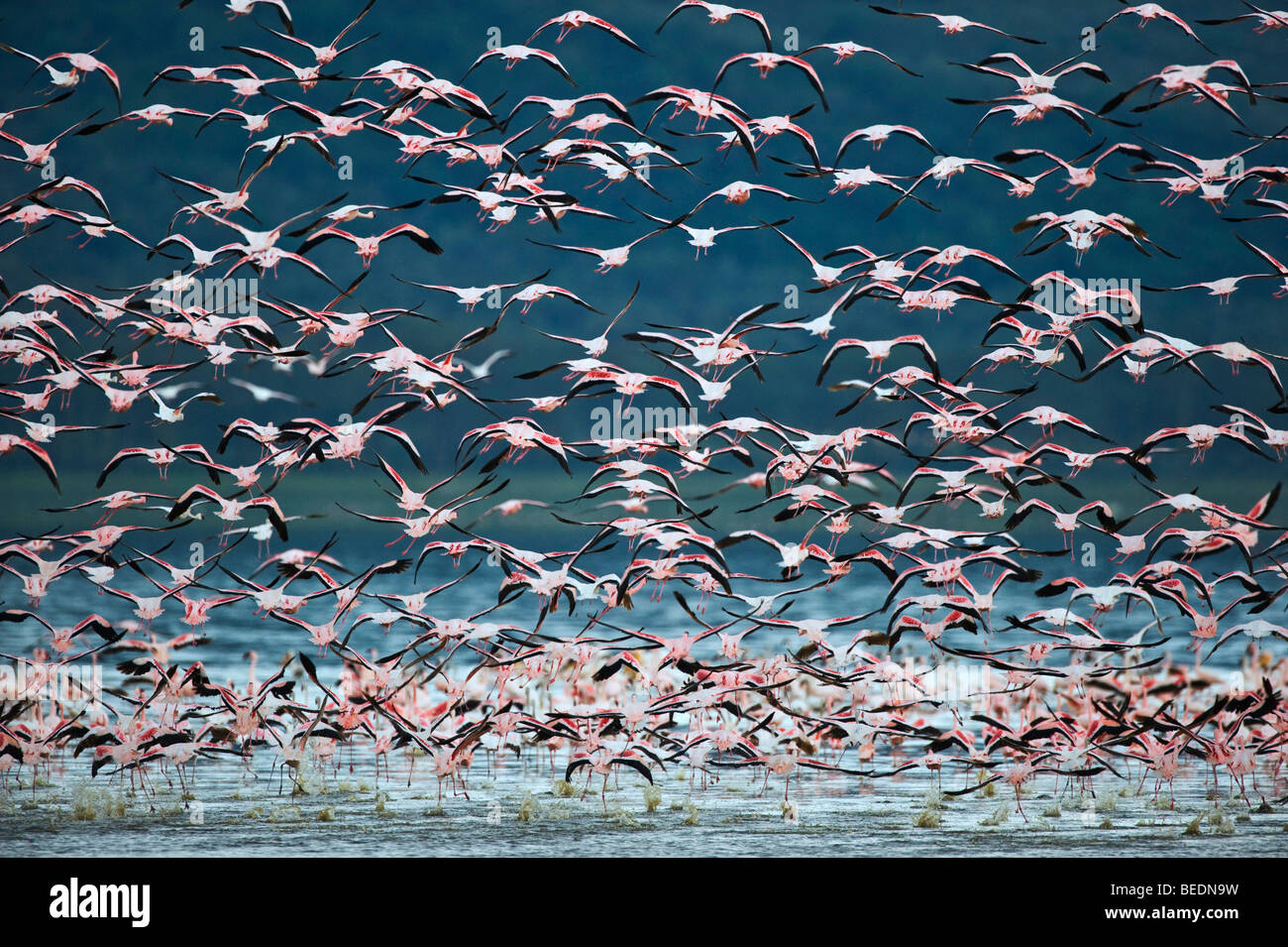 Flying Lesser Flamingos (Phoeniconaias minor), Lake Nakuru, national ...