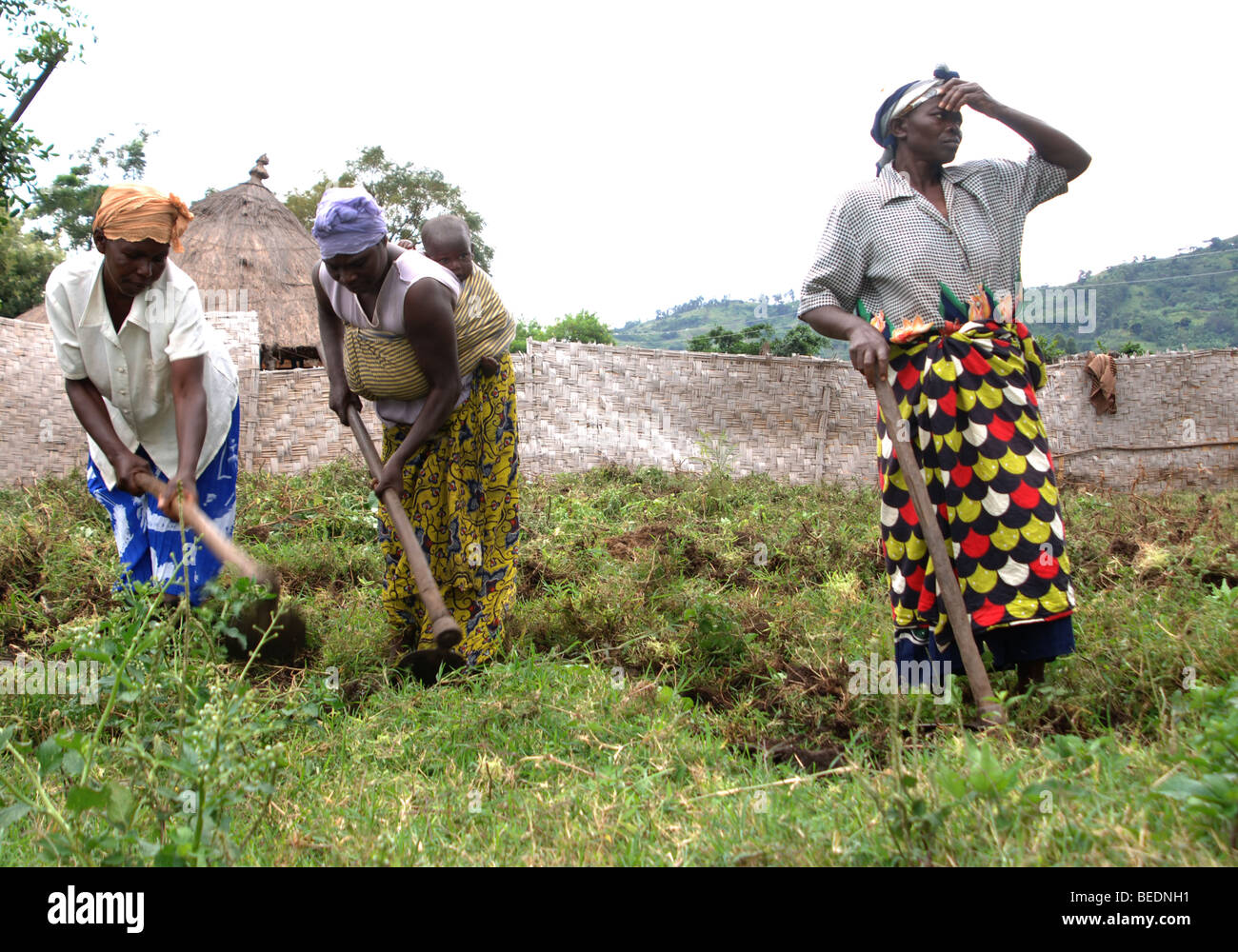Bakonzo women farming, Rwenzori Mountains, West Uganda, Africa Stock ...