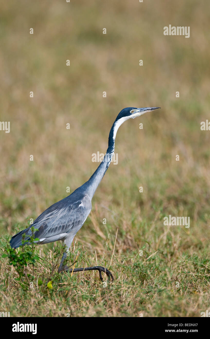 Black-headed Heron (Ardea melanocephala), Masia Mara, national park ...