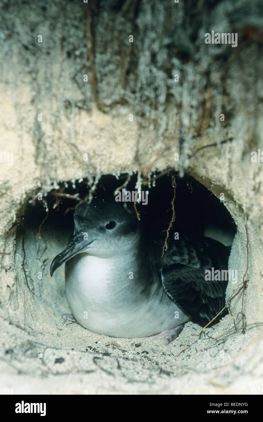 Burrow nesting seabirds hi-res stock photography and images - Alamy