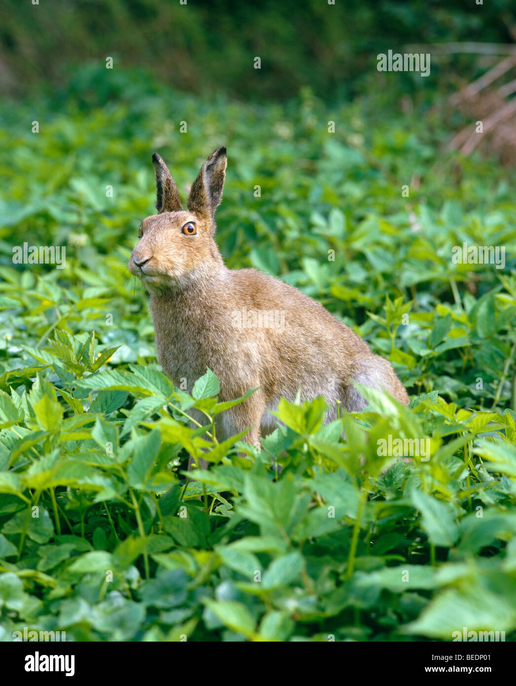 Hare calendar hi-res stock photography and images - Alamy