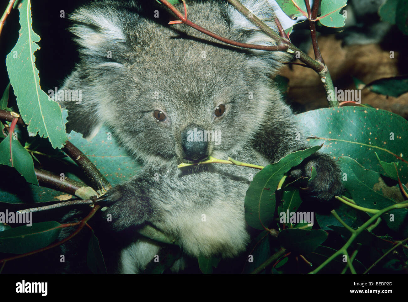 Koala, (Phascolarctos cinereus), young eating in tree, South Australia ...