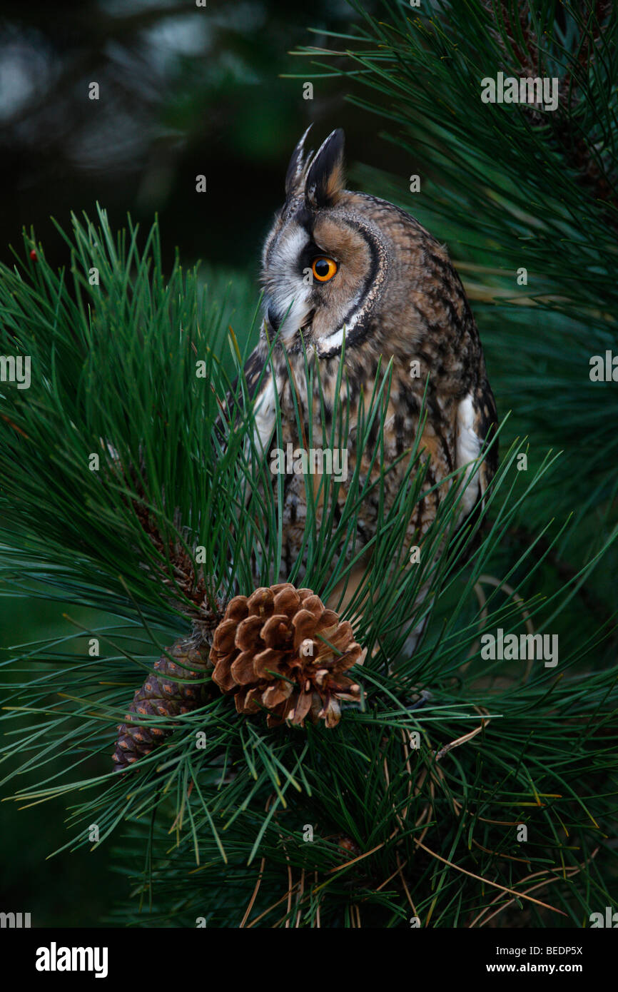Long-eared Owl - Asio otus Stock Photo - Alamy