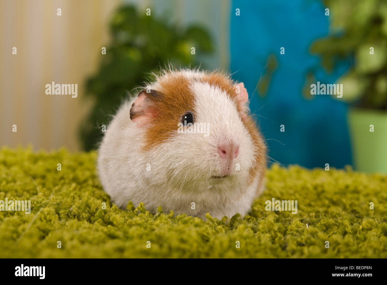 guinea pig is sitting on moss, studio Stock Photo - Alamy