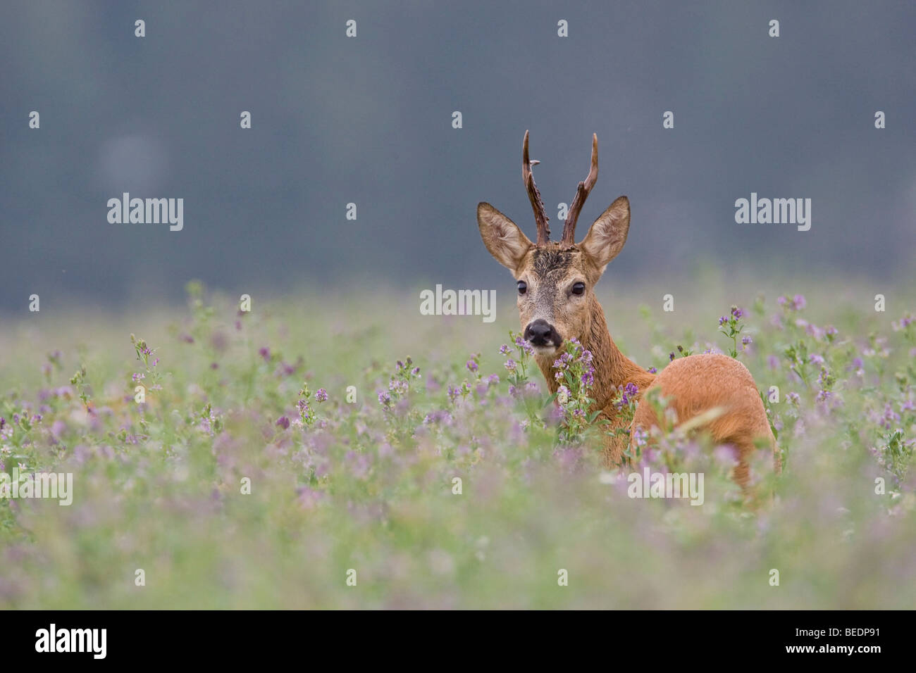Roe Deer (Capreolus capreolus Stock Photo - Alamy