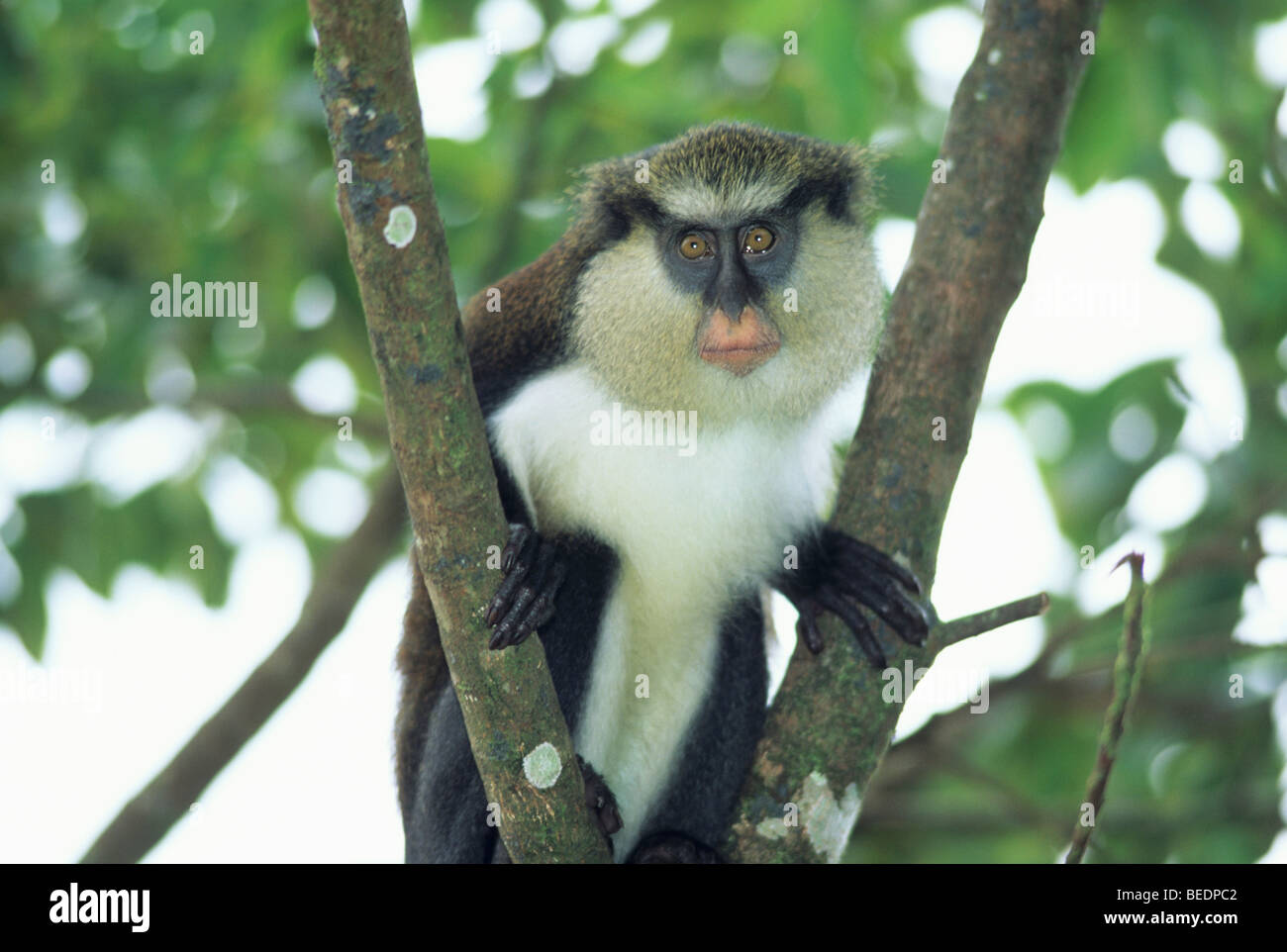 Mona Monkey, (Cercopithecus mona), in branches, Grand Etang, Grenada ...