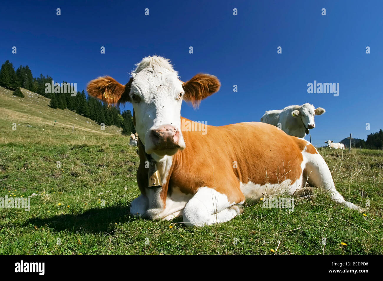 Bavarian Fleck cow, dairy cow, Bavarian pre-Alps, Bavaria, Germany ...