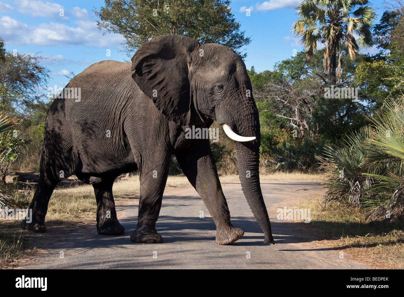 Elephant falls hi-res stock photography and images - Alamy