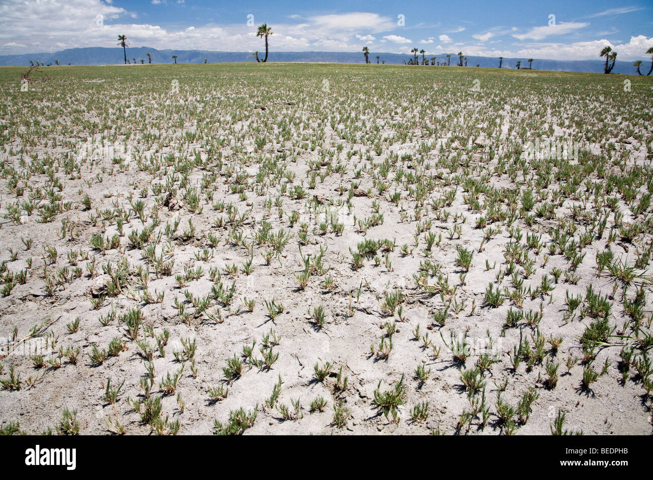 Salt lake pan hi-res stock photography and images - Alamy