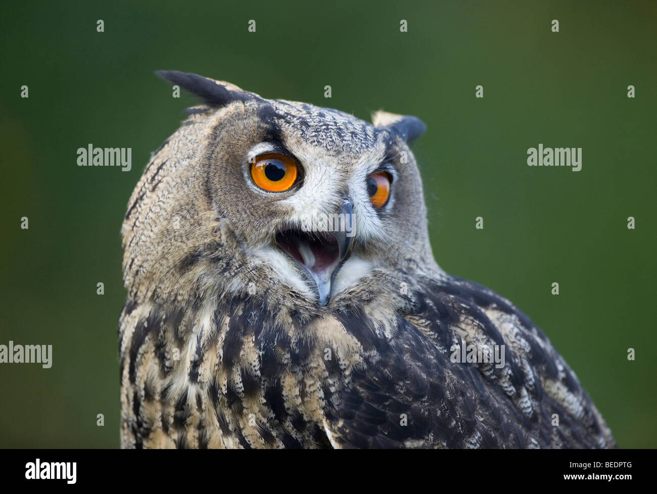 Young Eagle Owl calling (Bubo bubo Stock Photo - Alamy
