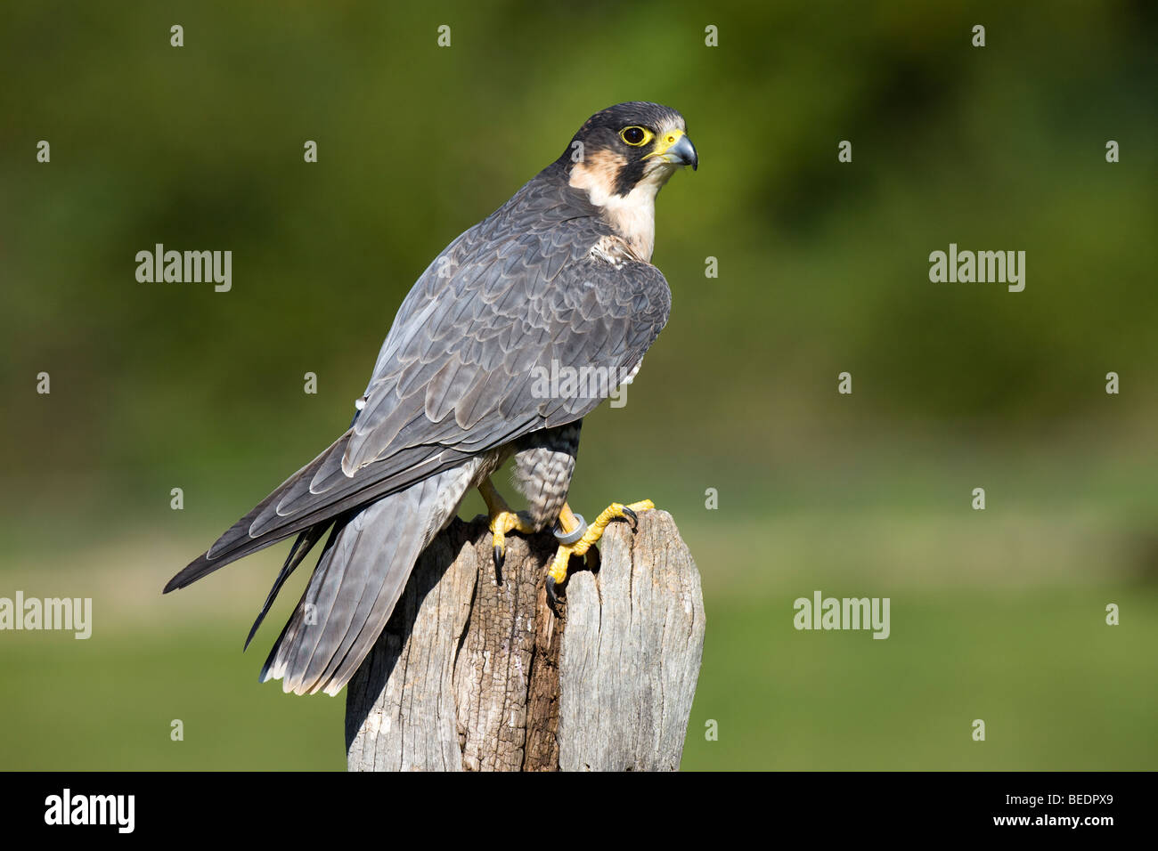 Peregrine falcon (Falco peregrinus) sitting on a fence post, Vulkan ...