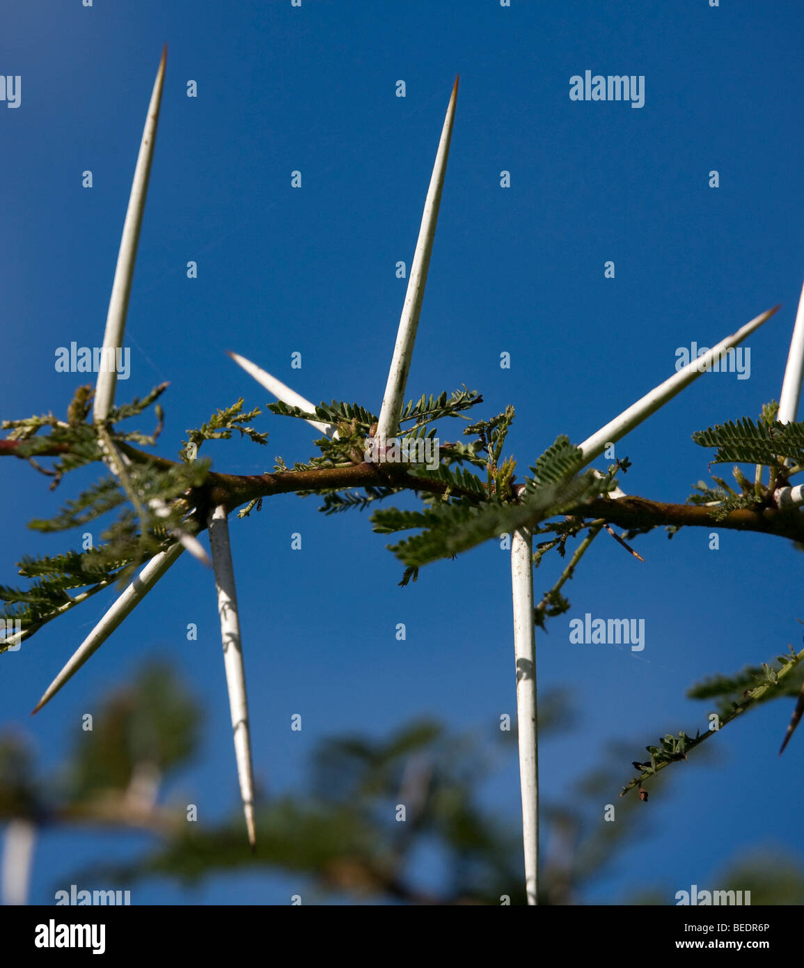 Acacia africa tanzania spine spines thorn thorns tree trees thorntree ...