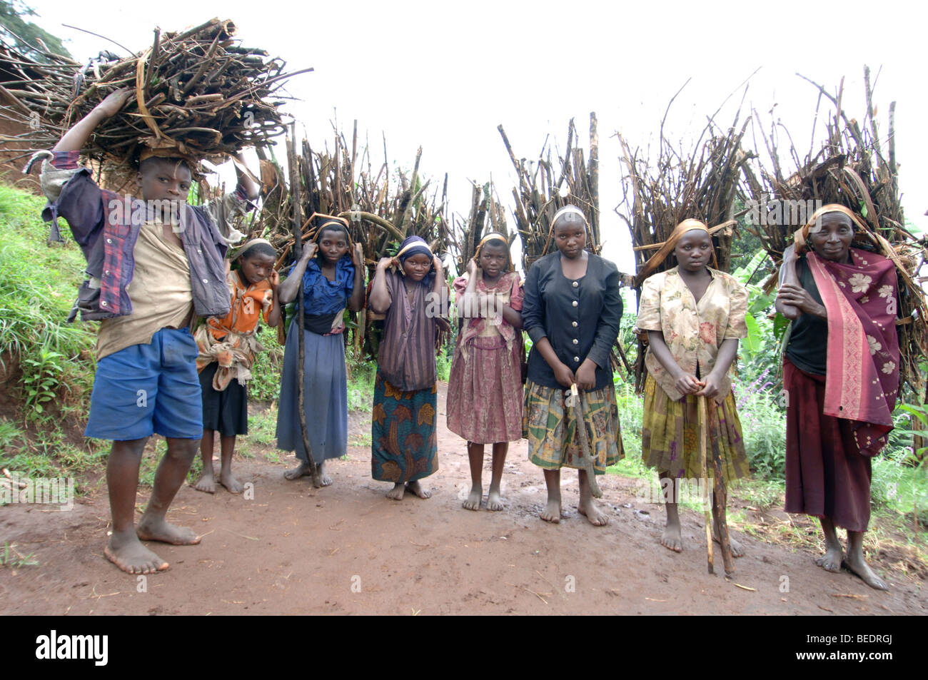 Bakonzo fire wood collecting, Rwenzori Mountains, West Uganda, Africa ...