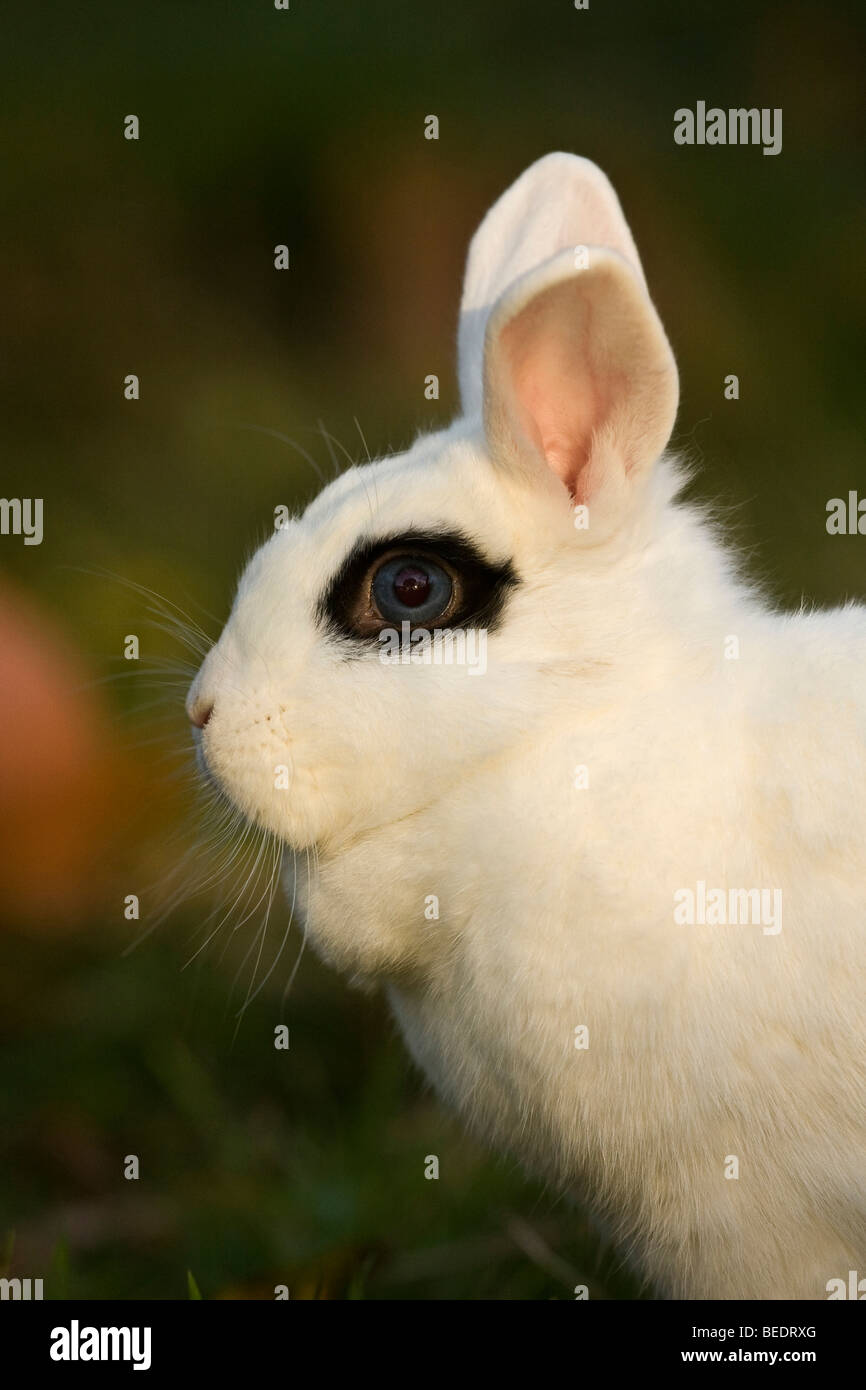white dwarf rabbit portrait Stock Photo - Alamy