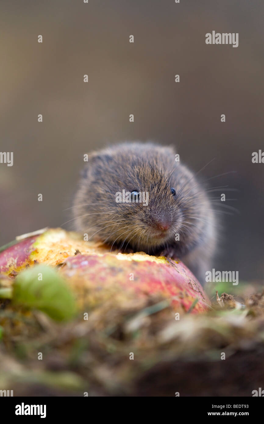 Field vole; Microtus agrestis; eating apple Stock Photo - Alamy