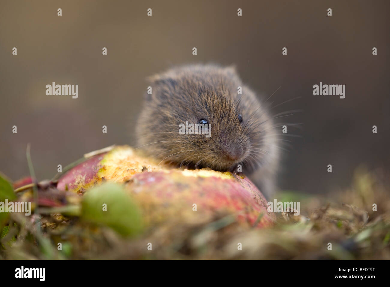 Field vole hi-res stock photography and images - Alamy