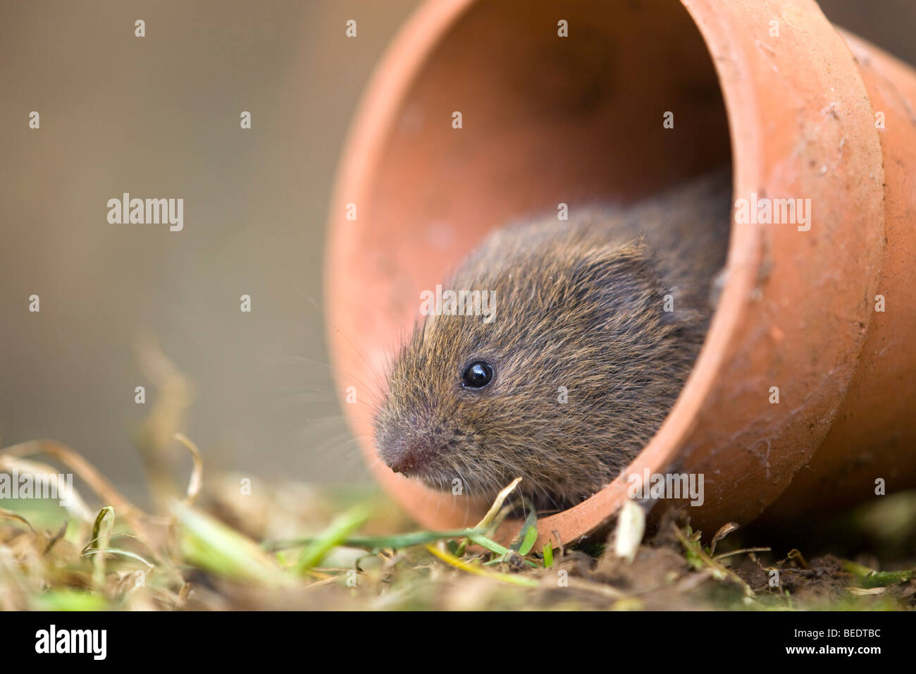 Field vole; Microtus agrestis; in pot Stock Photo - Alamy