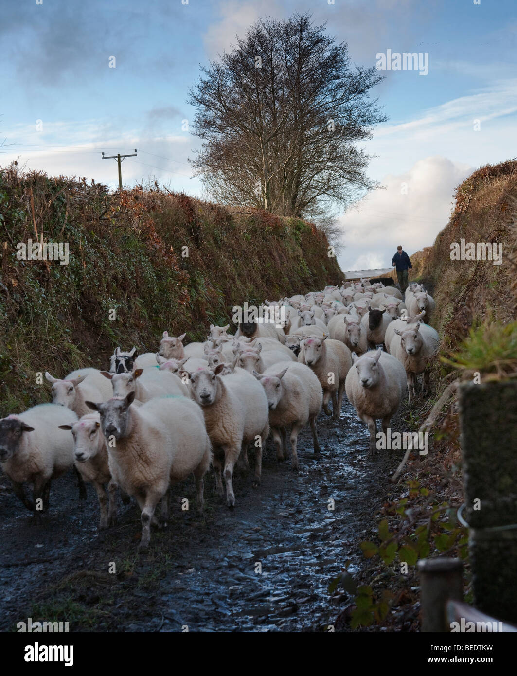Flock of sheep in narrow country lane Stock Photo - Alamy