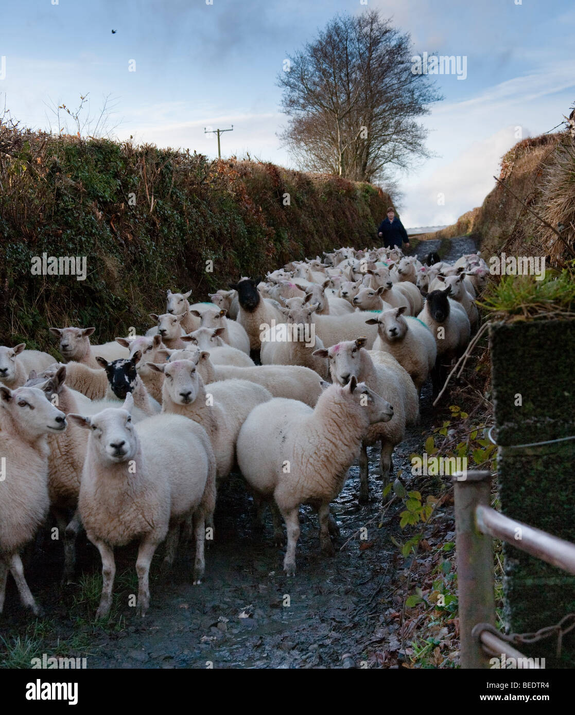 Flock of sheep in narrow country lane Stock Photo - Alamy