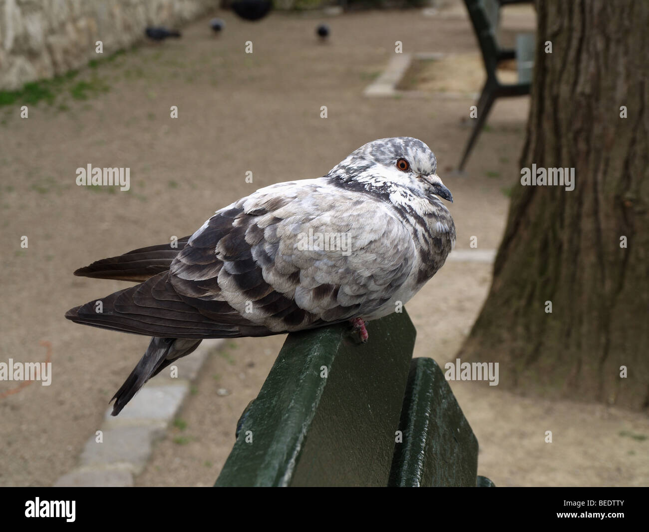 Old Fat Pigeon Stock Photo - Alamy
