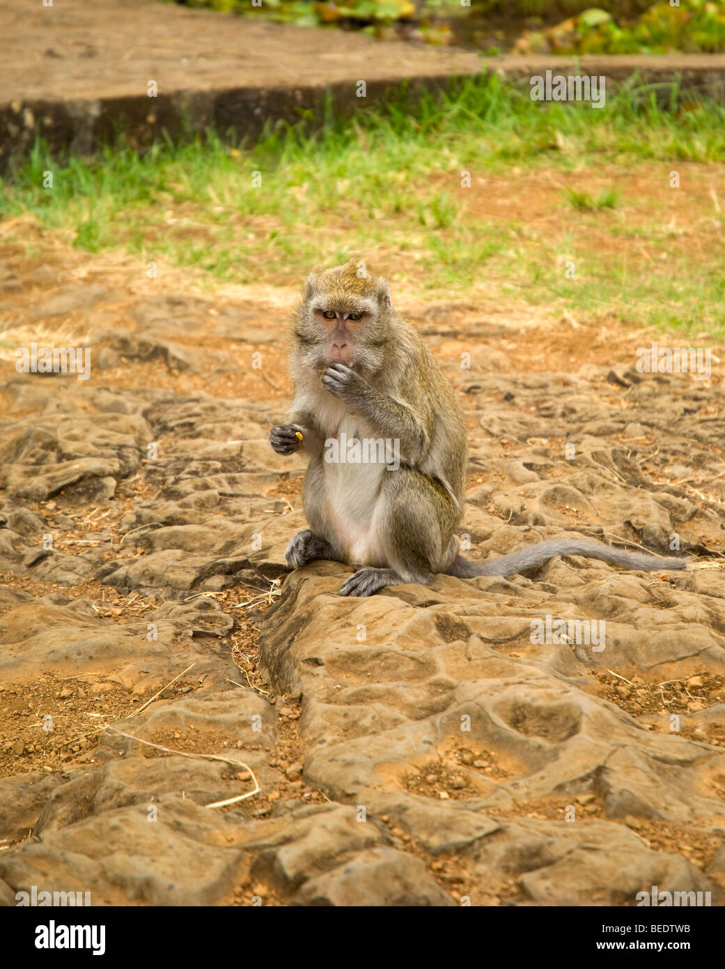 Female monkey sitting facing camera on sandy low rocks eating nuts in ...