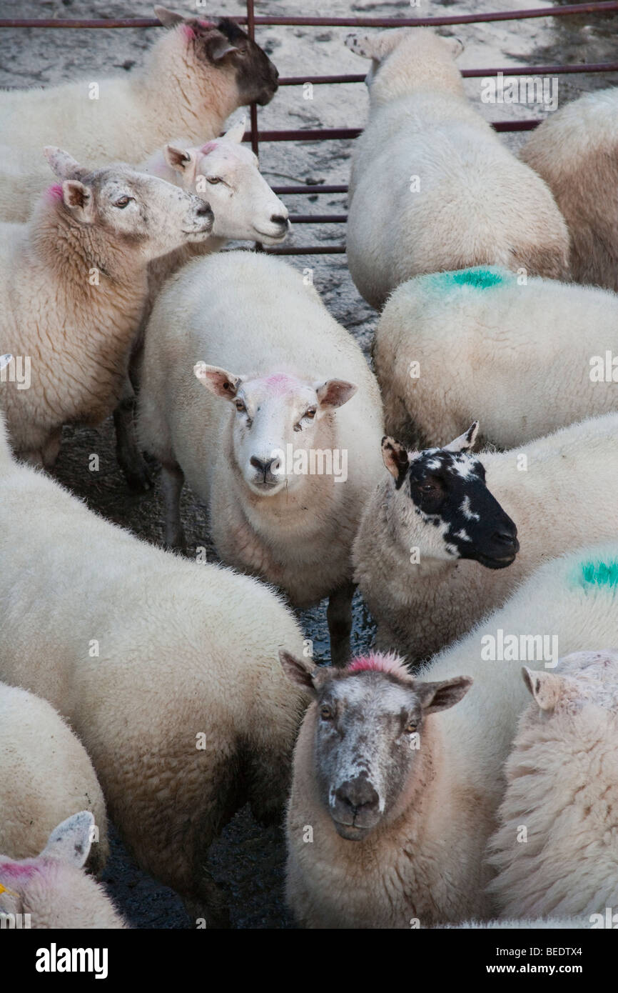 Sheep in pen with identification marks in paint Stock Photo - Alamy