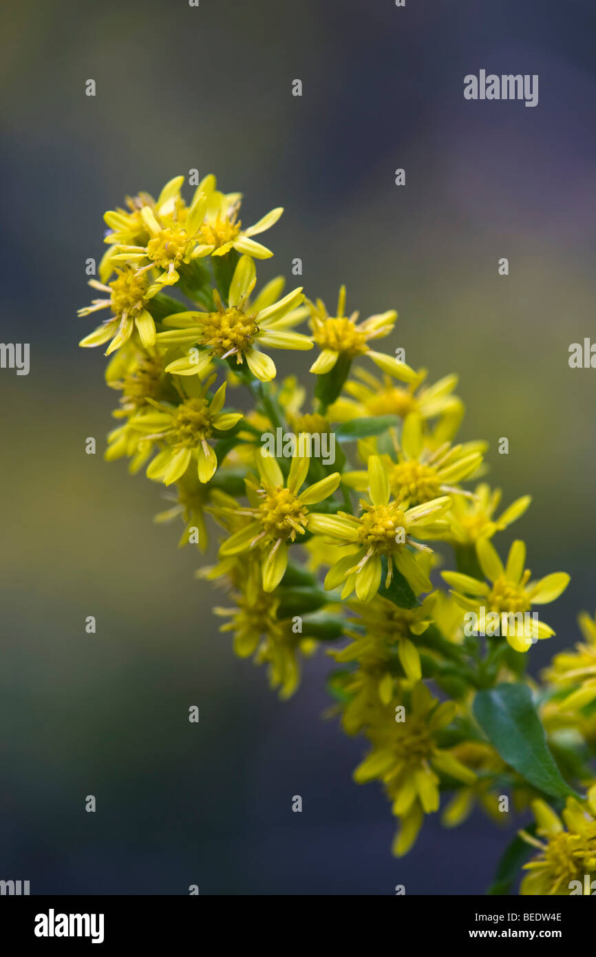 Golden rod flowers hi-res stock photography and images - Alamy