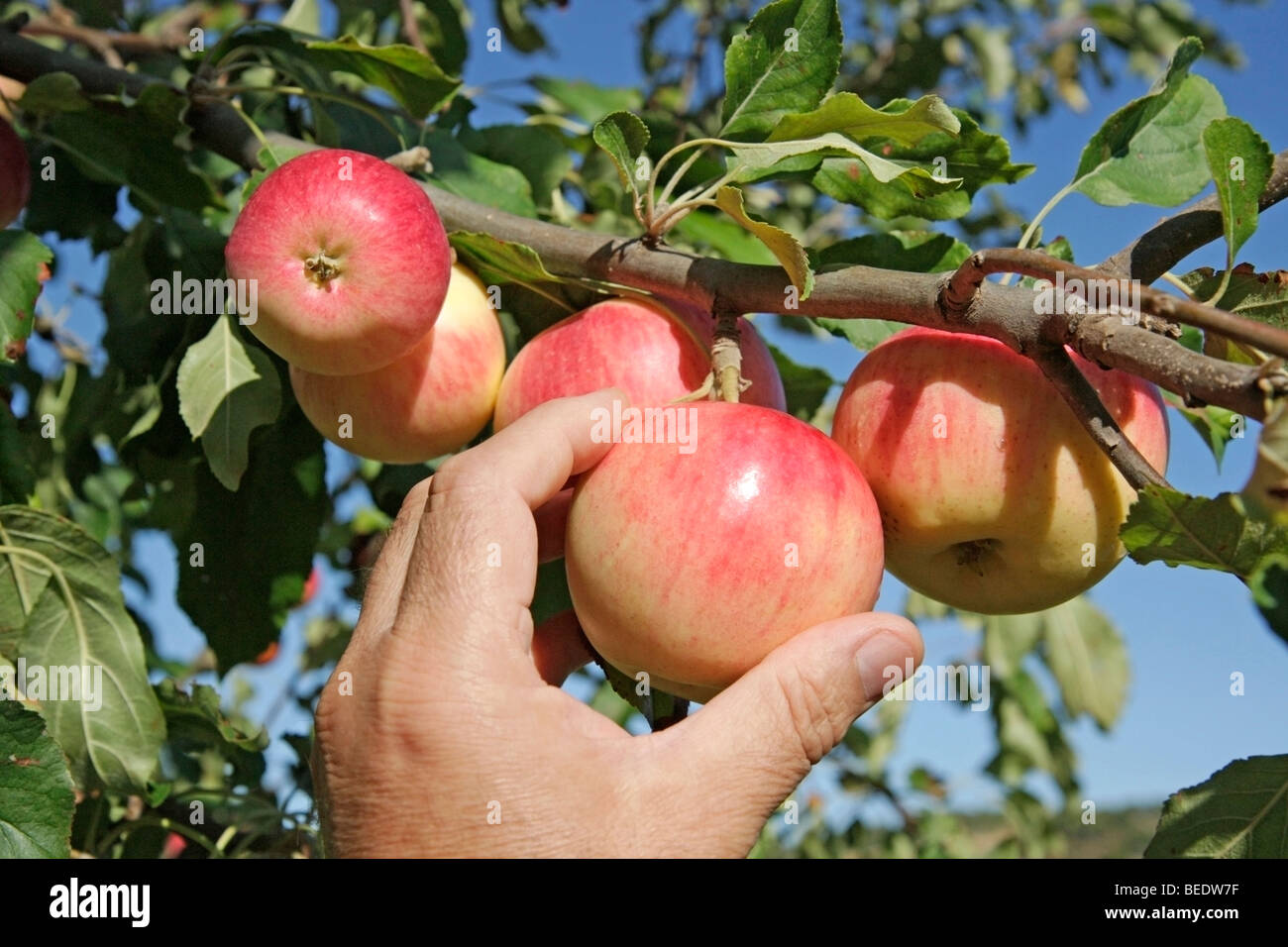 Apple farm exterior hi-res stock photography and images - Alamy