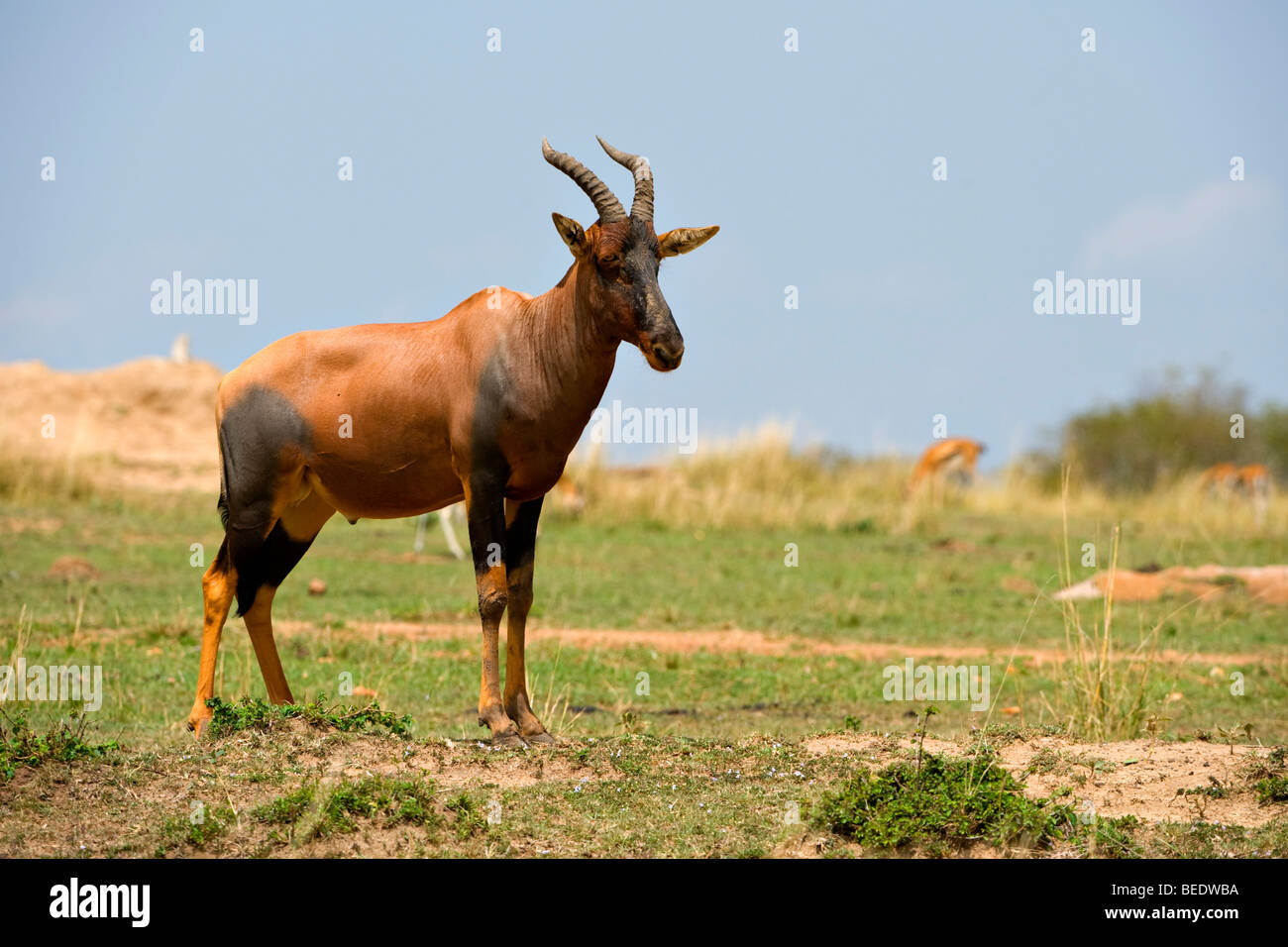 Topi (Damaliscus korrigum), keeping watch on a termite hill, Masai Mara ...