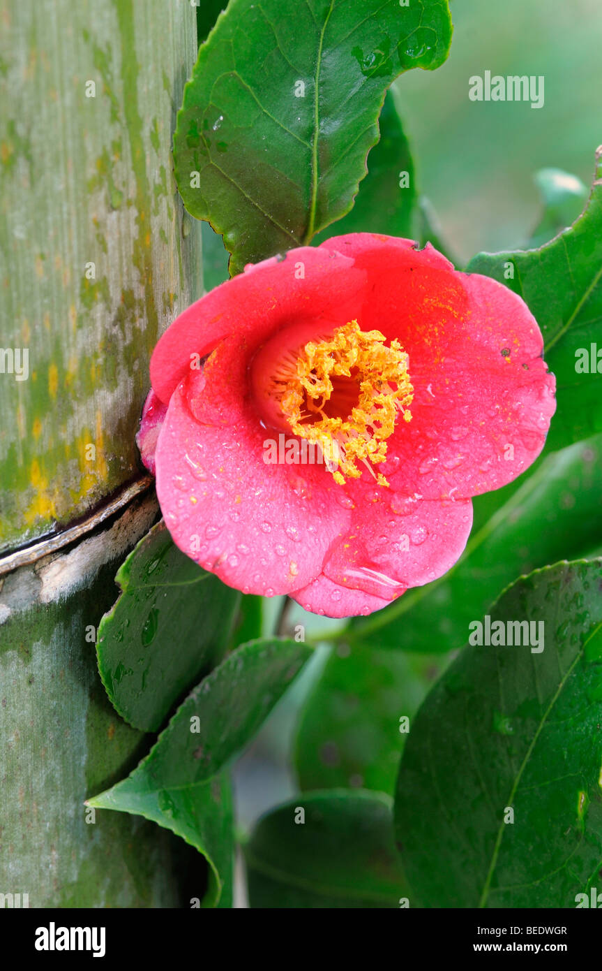 Japanese Camellia (Camellia japonica) in a bamboo forest, Kyoto, Japan ...