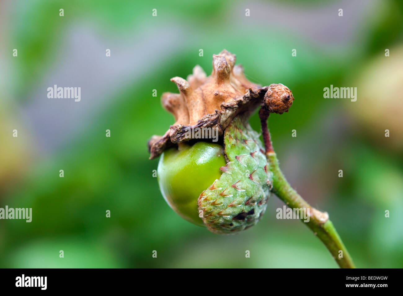Knopper gall; on acorn; caused by Andricus quercuscalicis Stock Photo ...