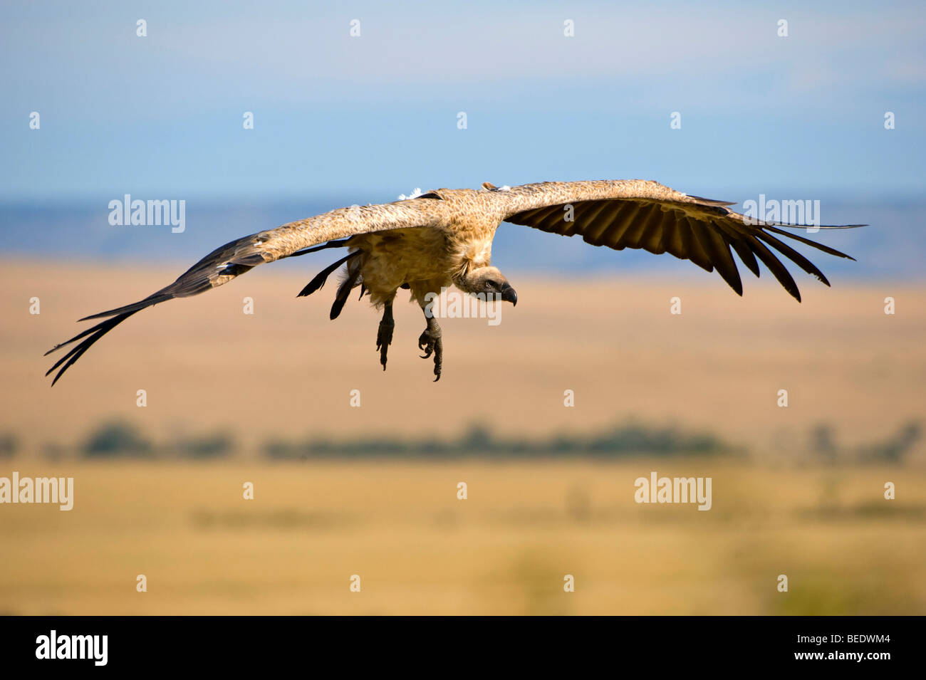 White-backed Vulture (Gyps africanus) about to land, Masai Mara Nature ...