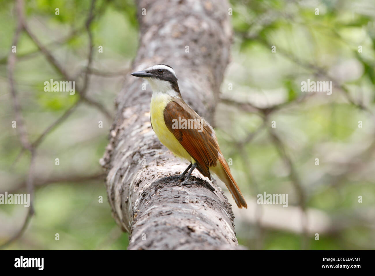 Great kiskadee hi-res stock photography and images - Alamy