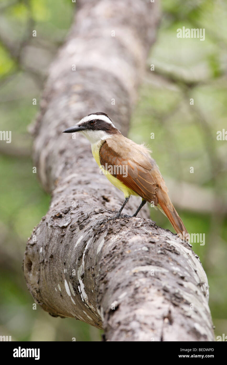 Great Kiskadee - Vertical Stock Photo - Alamy