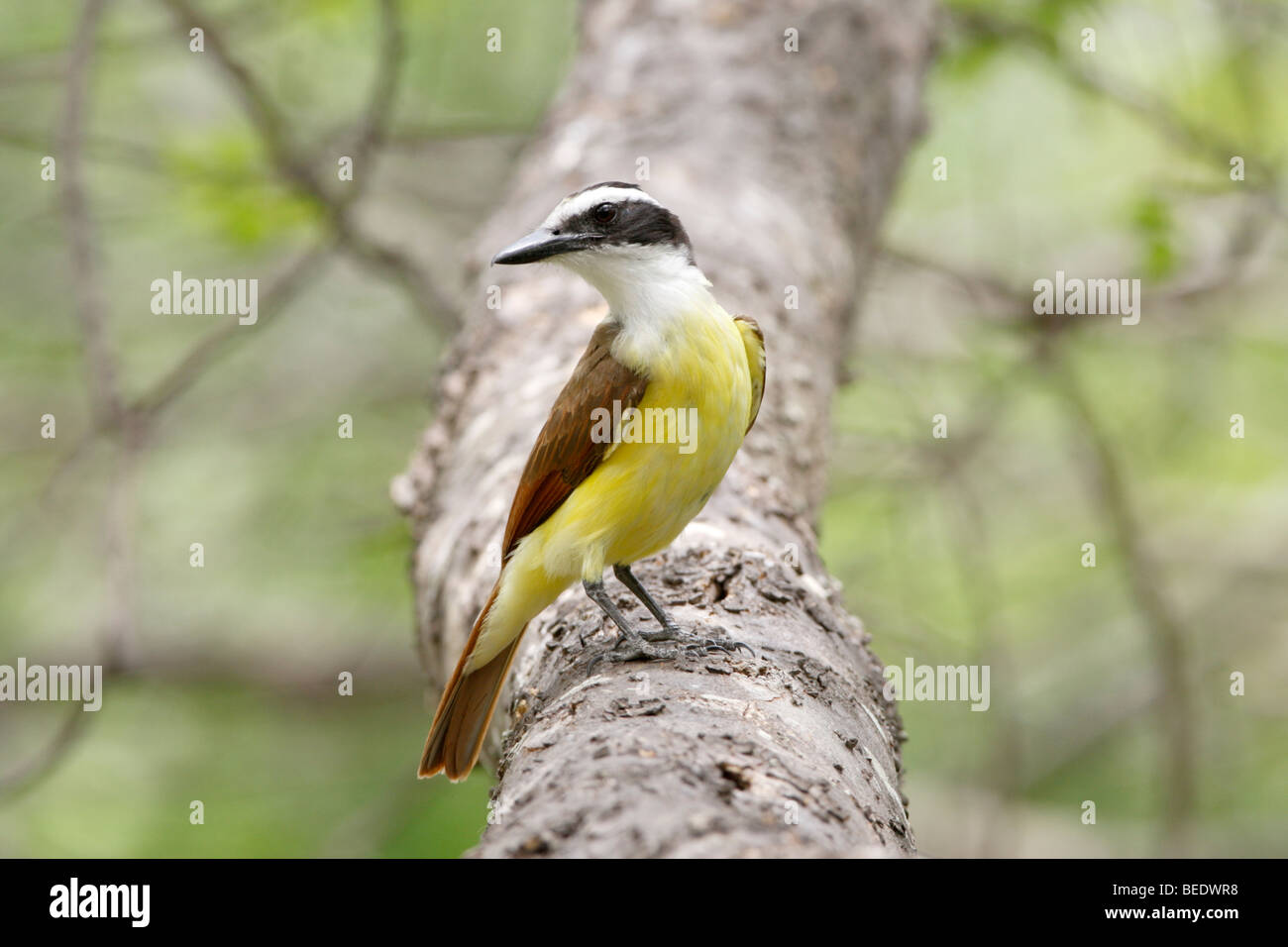 Great kiskadees hi-res stock photography and images - Alamy