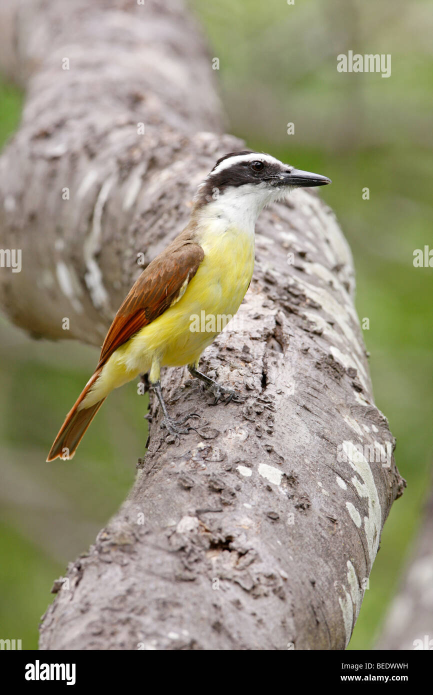 Kiskadee hi-res stock photography and images - Alamy