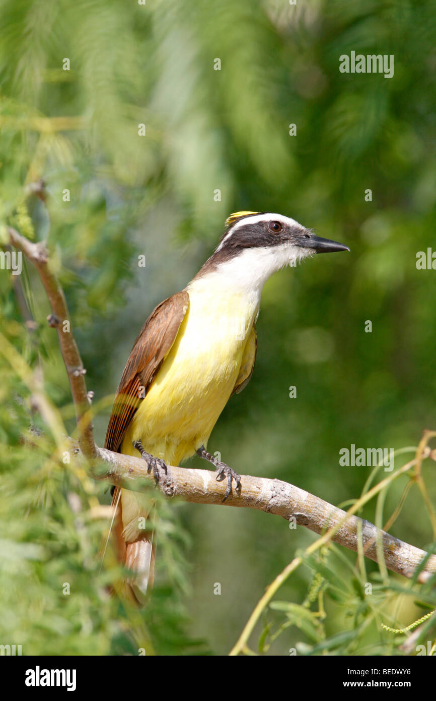 Great Kiskadee - Vertical Stock Photo - Alamy