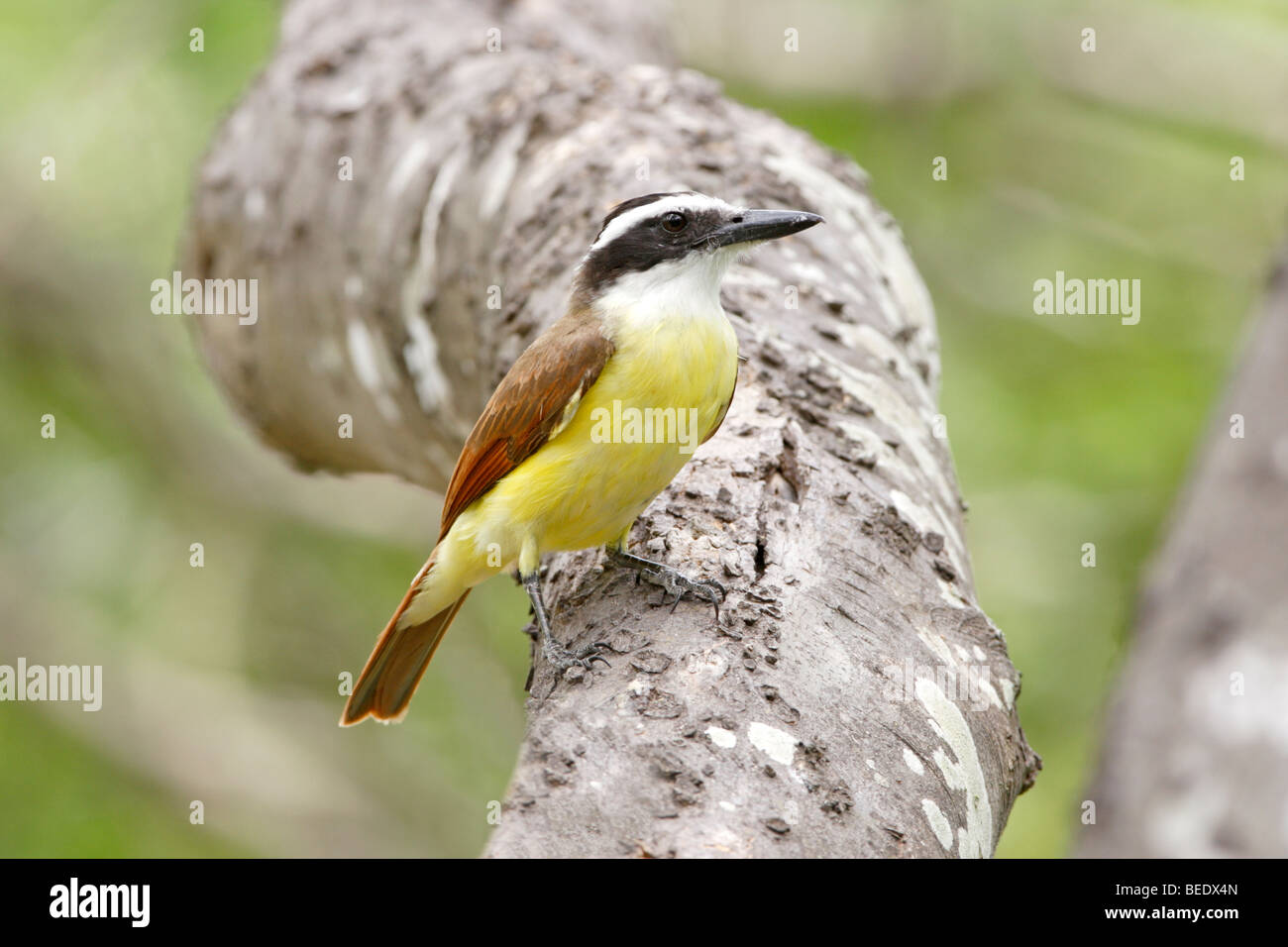 Great kiskadees hi-res stock photography and images - Alamy