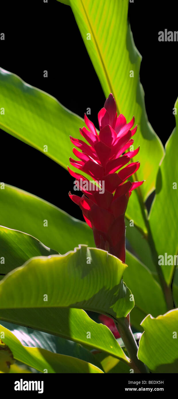 Red ginger (Alpinia purpurata Stock Photo - Alamy